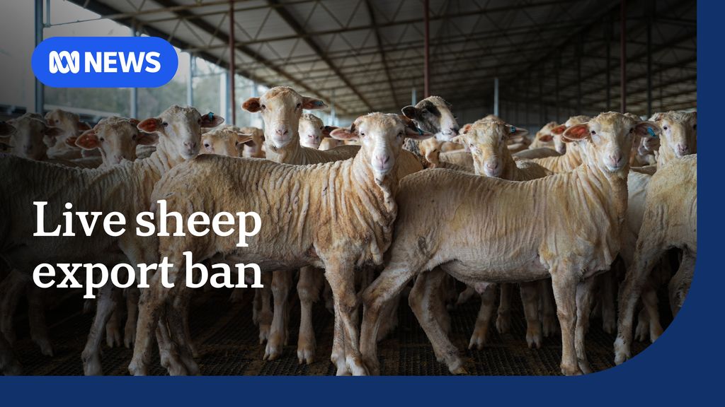 How the live sheep export ban will impact the Middle East - ABC News