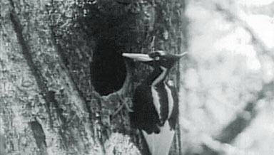 'Extinct' woodpecker sighting excites bird-watchers - ABC News