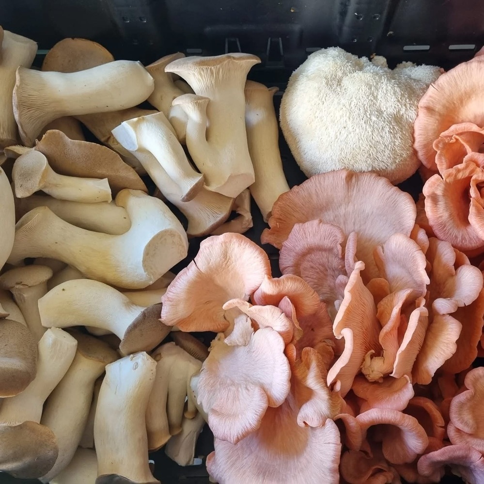 The pink mushroom is a winner on this Tasmanian farm - ABC listen
