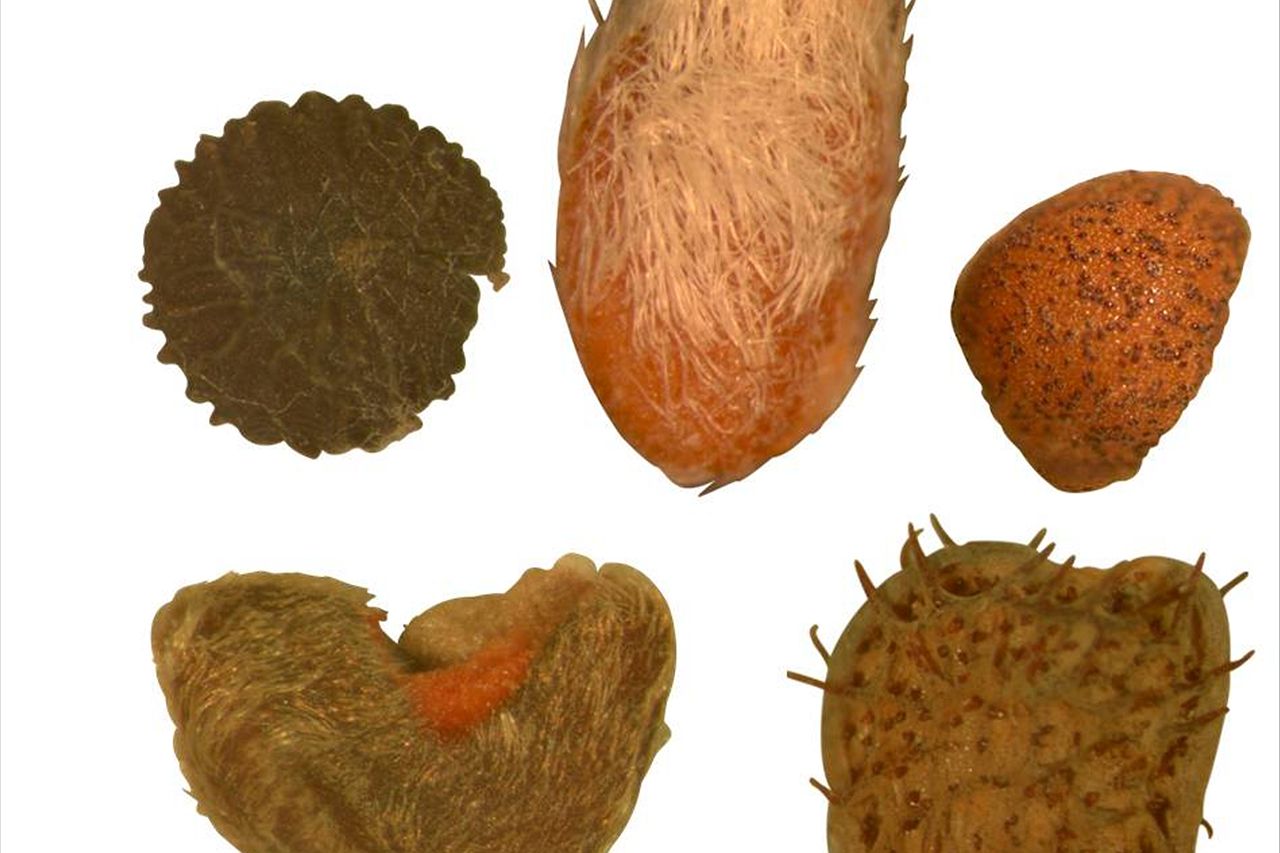 Building with spinifex - ABC News