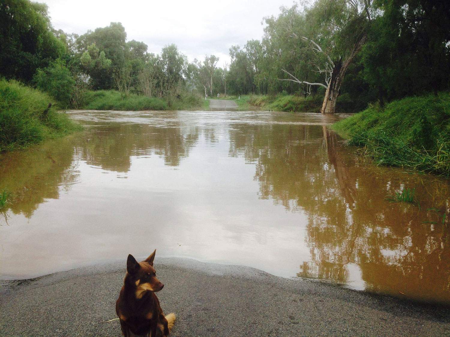 Driver rescued from floodwaters, Callide Dam opens gates as Central ...