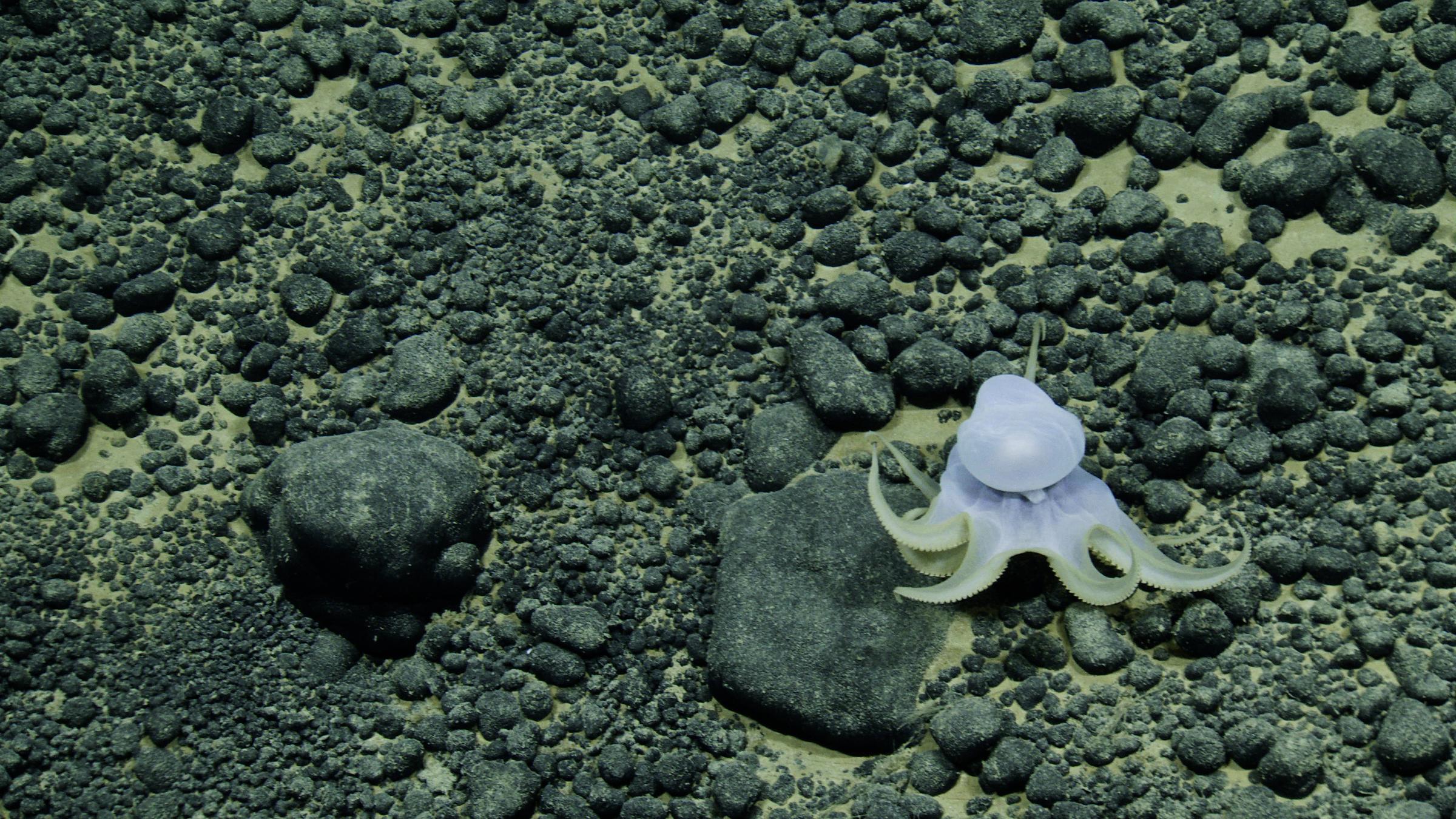 U.S. deep sea expedition in Cook Islands finds diverse megafauna on ...