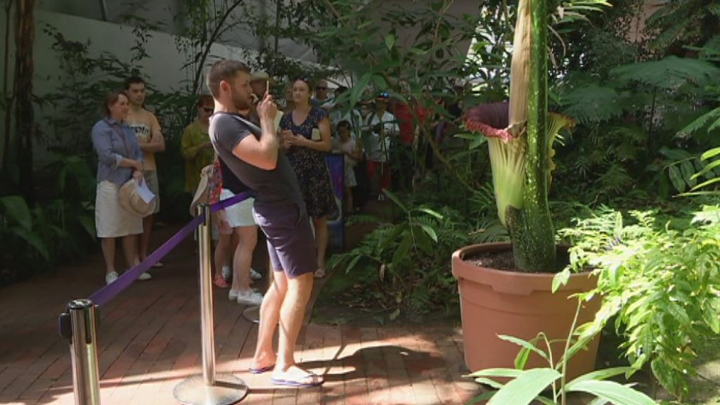 Stinky corpse flower blooms again - ABC News
