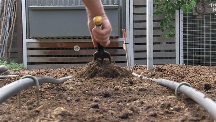 Cool Season Crops - Gardening Australia