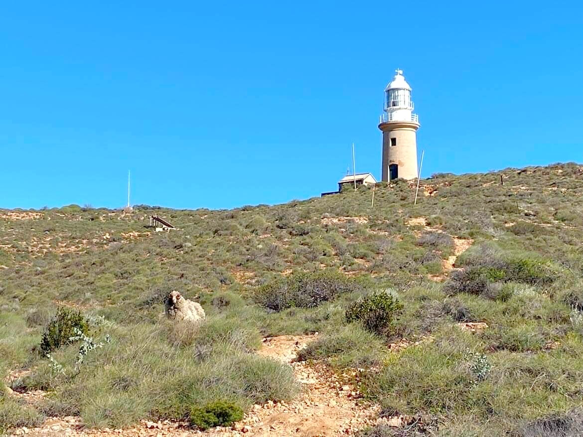 Exmouth's king of Ningaloo lighthouse Shaun the sheep dies after wild ...