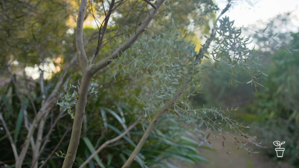 Native Cuttings - Gardening Australia