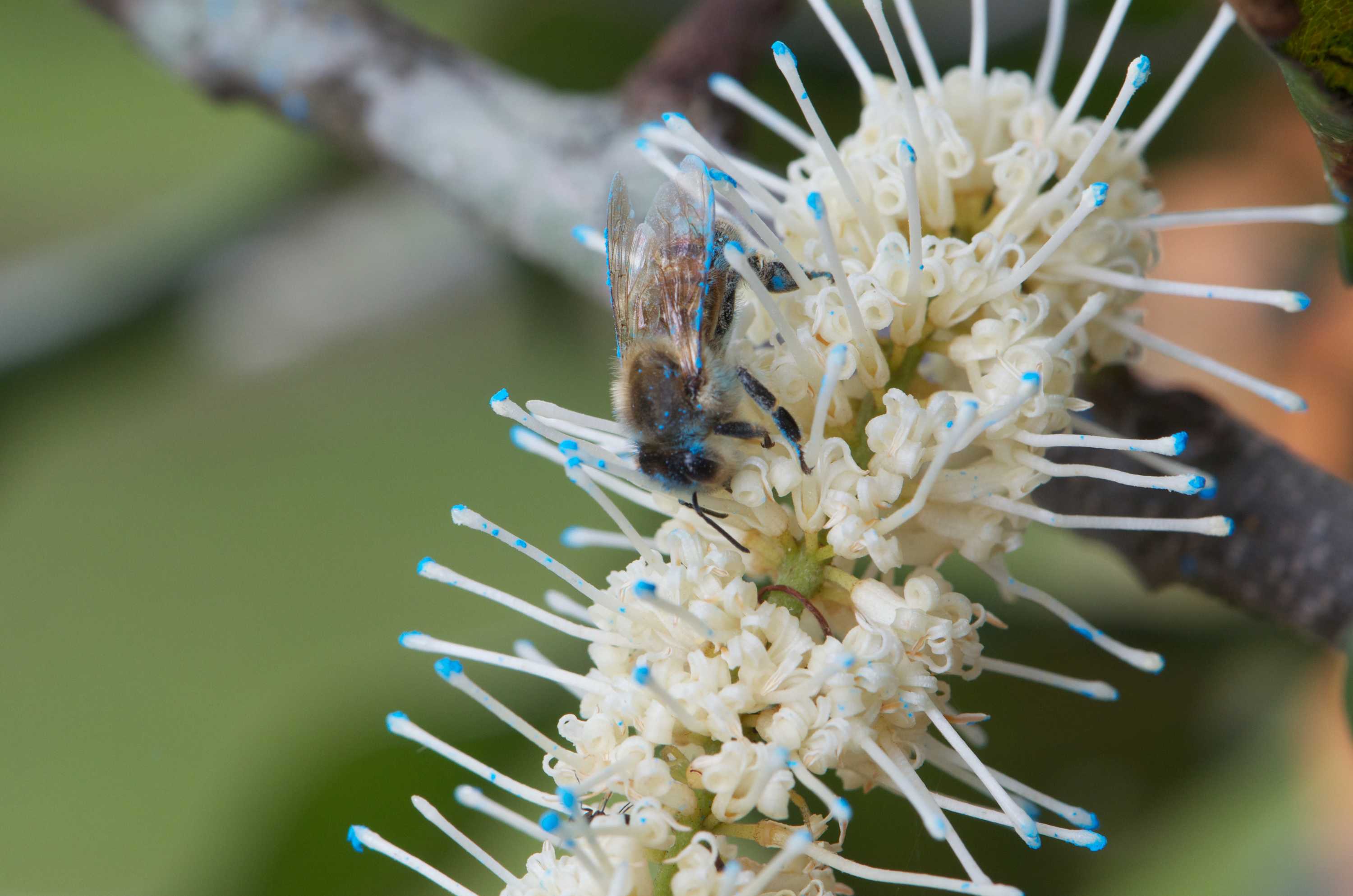 Fluoro pollen to track bees and insects at work in macadamia orchards ...