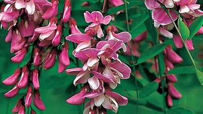 Robinia - Gardening Australia