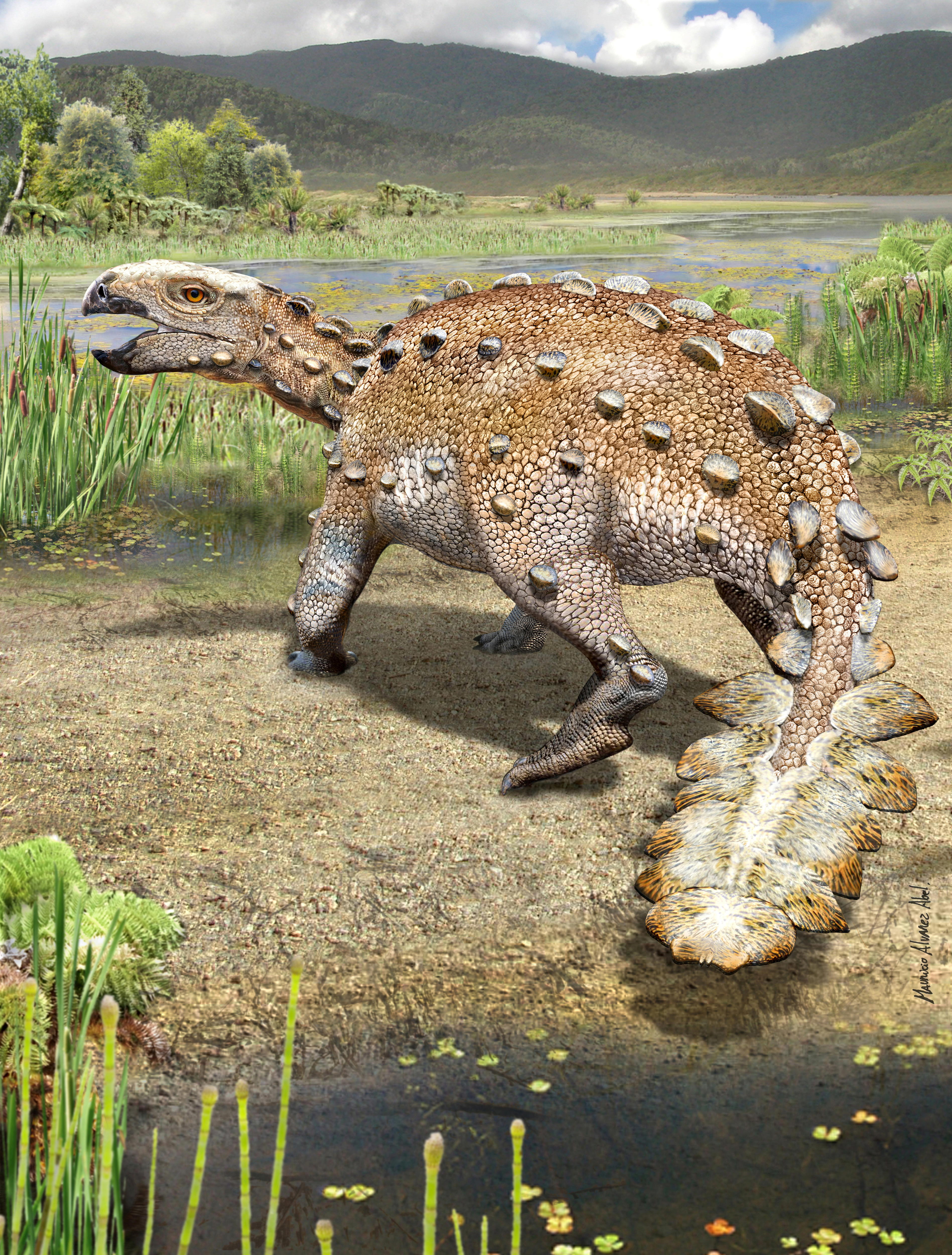 Newly identified armoured dinosaur Stegouros elengassen had tail like ...