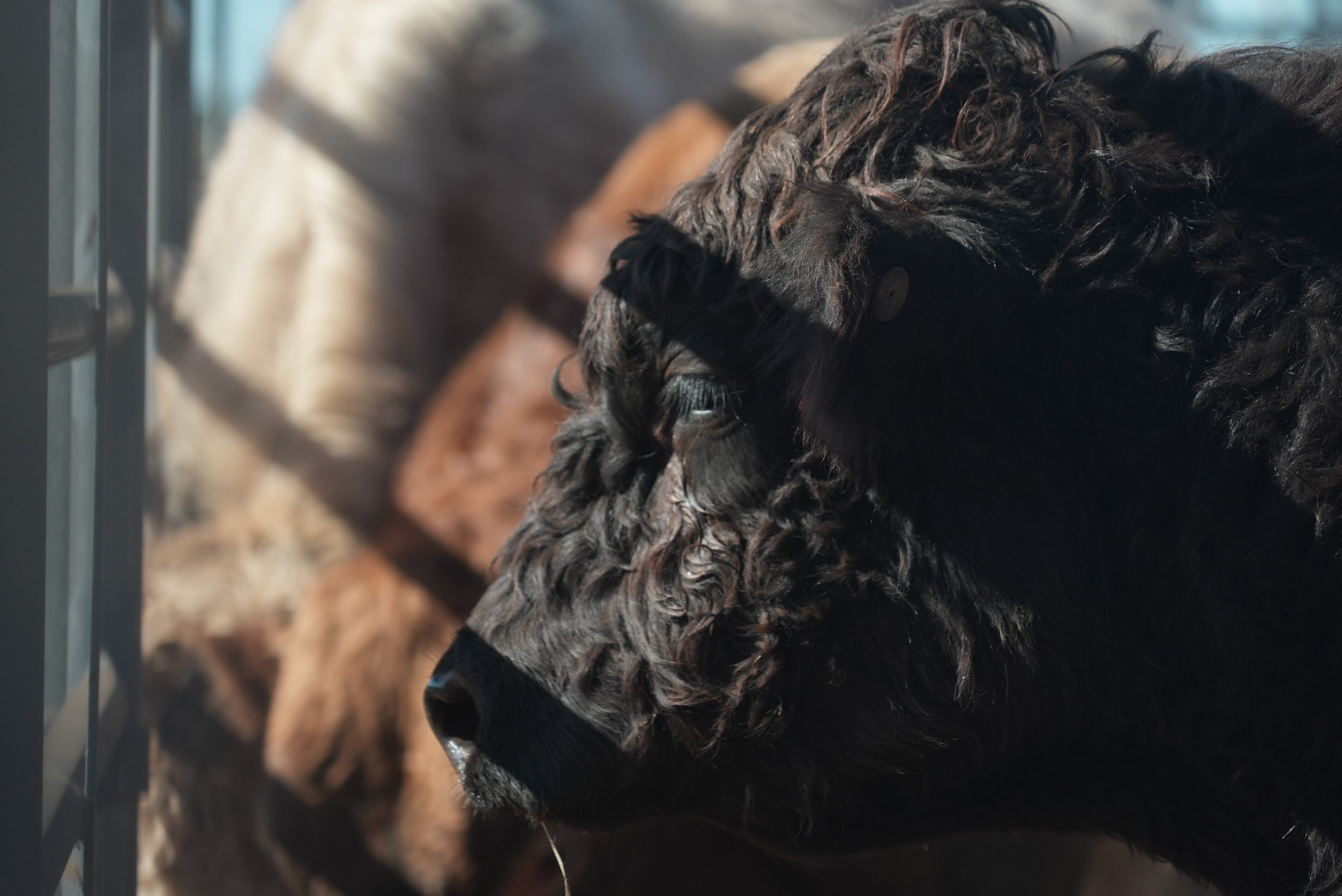 'Fat and fluffy' miniature bulls are helping a new generation of rodeo ...