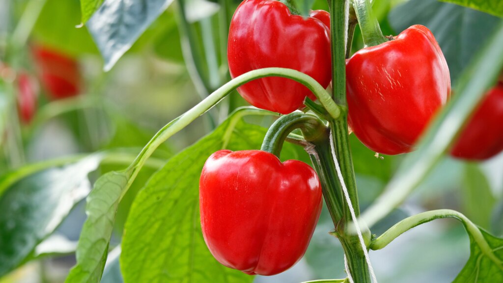 Capsicum - Gardening Australia