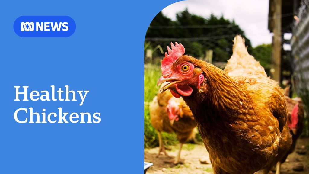 The wet season can be a treacherous time for backyard chickens - ABC News