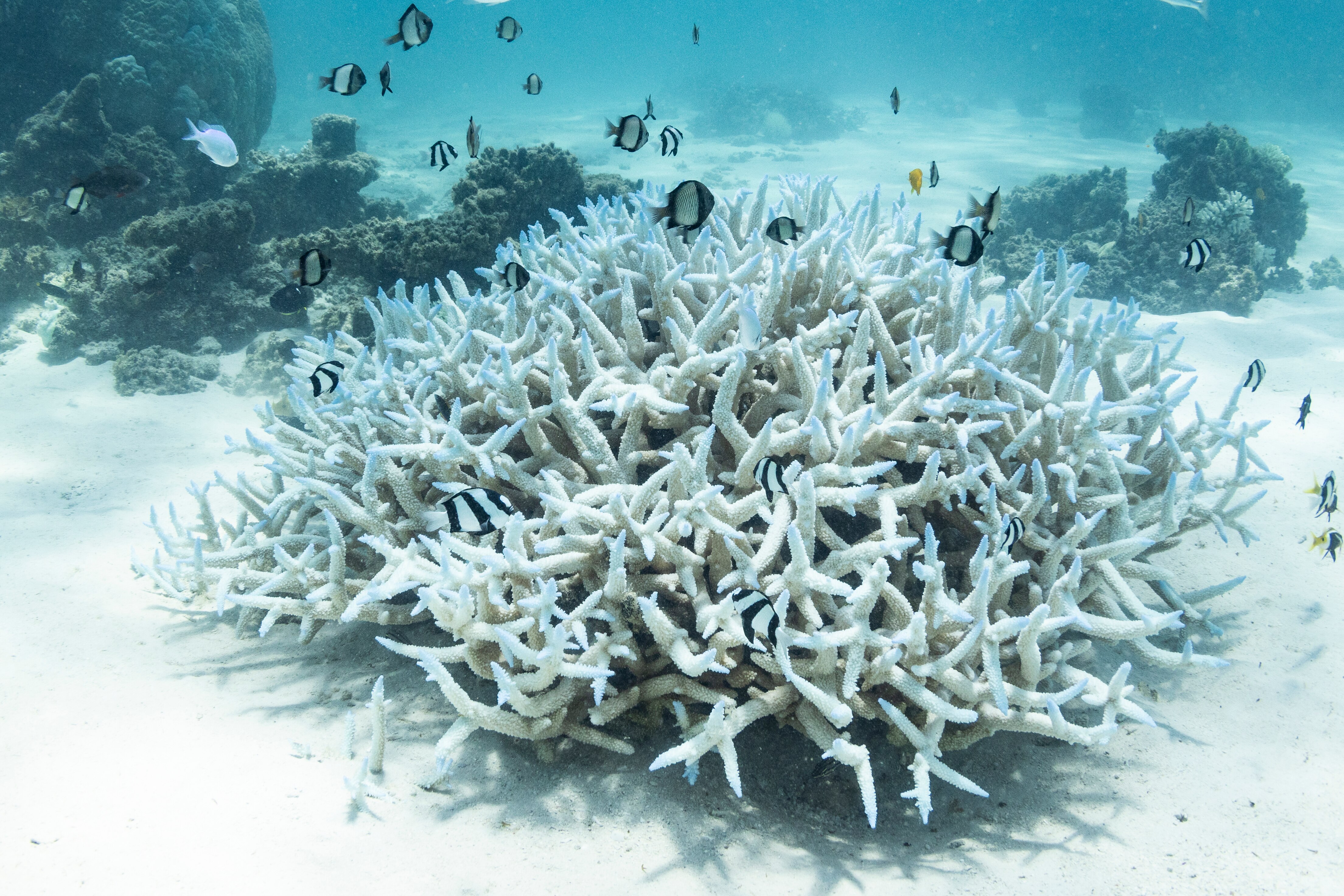 UWA Oceans Institute reports major coral bleaching along the Ningaloo ...