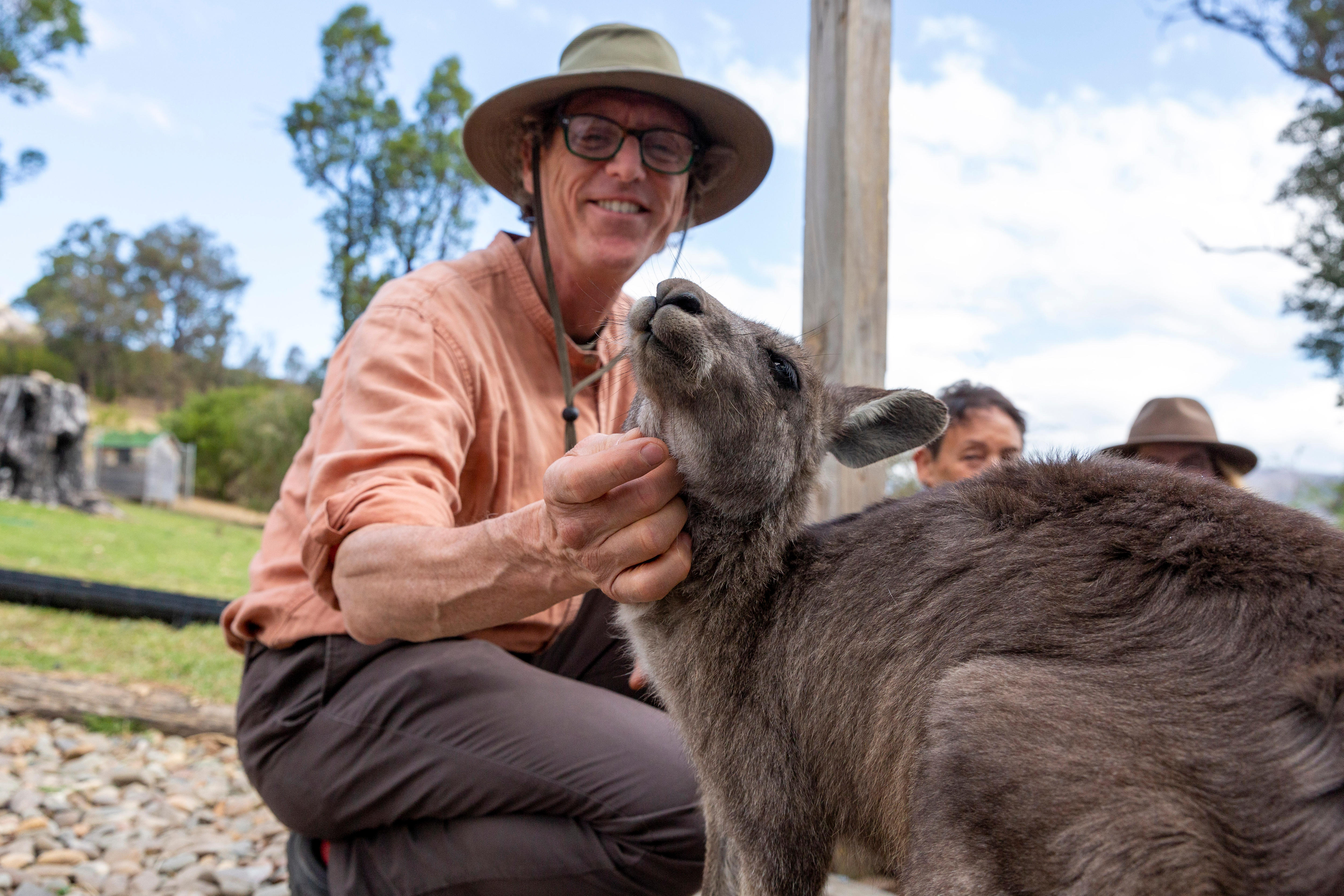 Cobargo wildlife sanctuary rehabilitates 11 eastern grey kangaroos that ...
