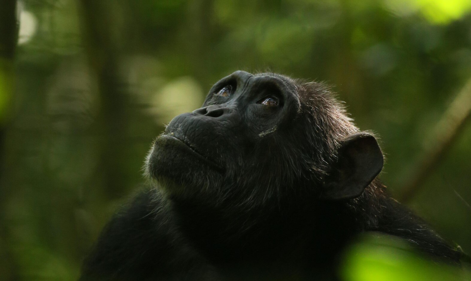 Wild chimpanzees in Uganda show hormonal signs of menopause similar to ...