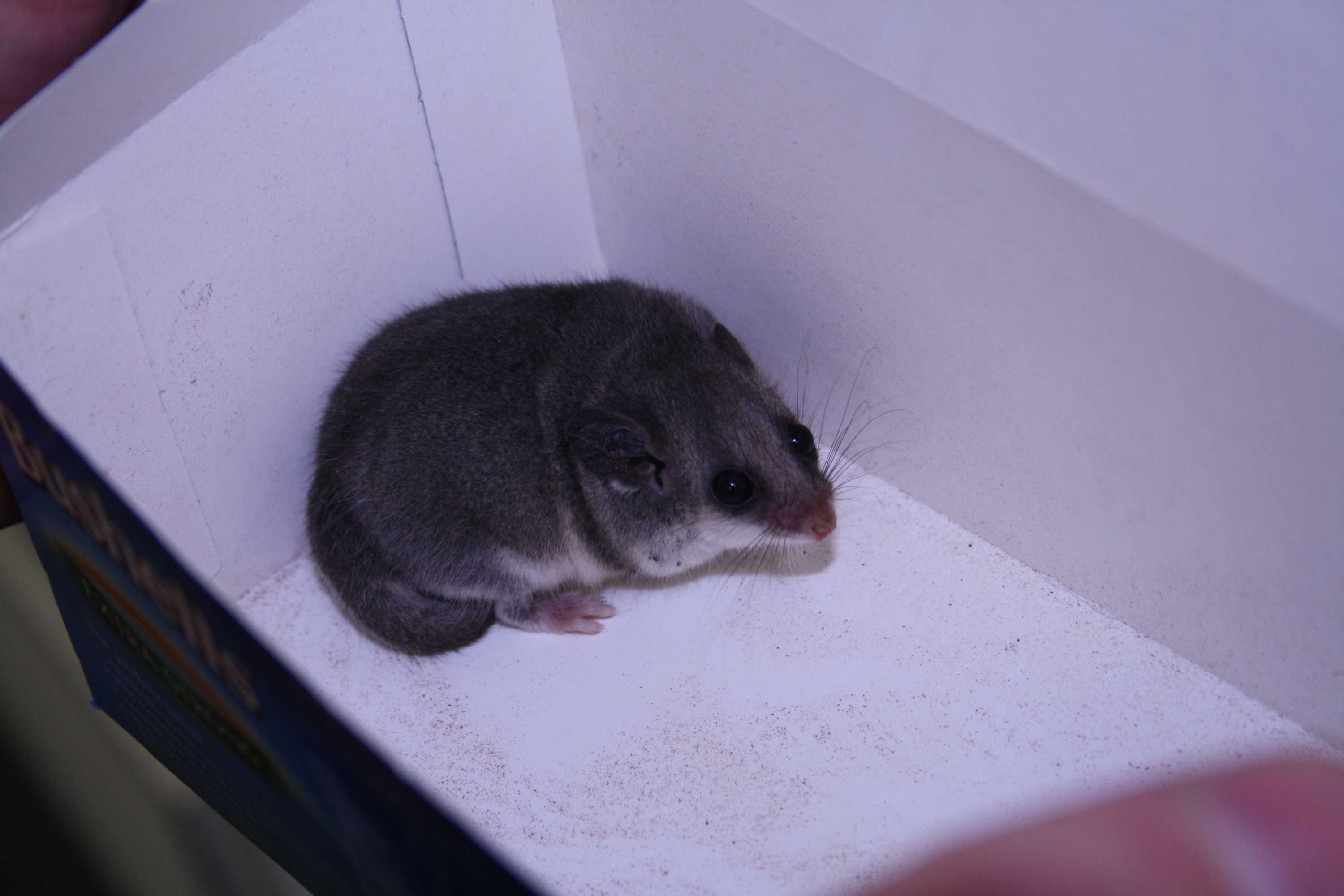 Rangers find new home for rare pygmy possum - ABC News