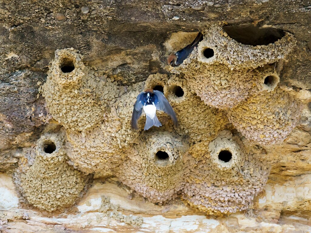 Tweet of the week - ABC listen