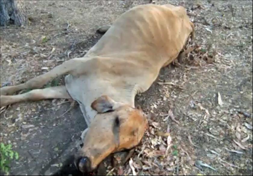 Mataranka Station cattle death questions remain - ABC News