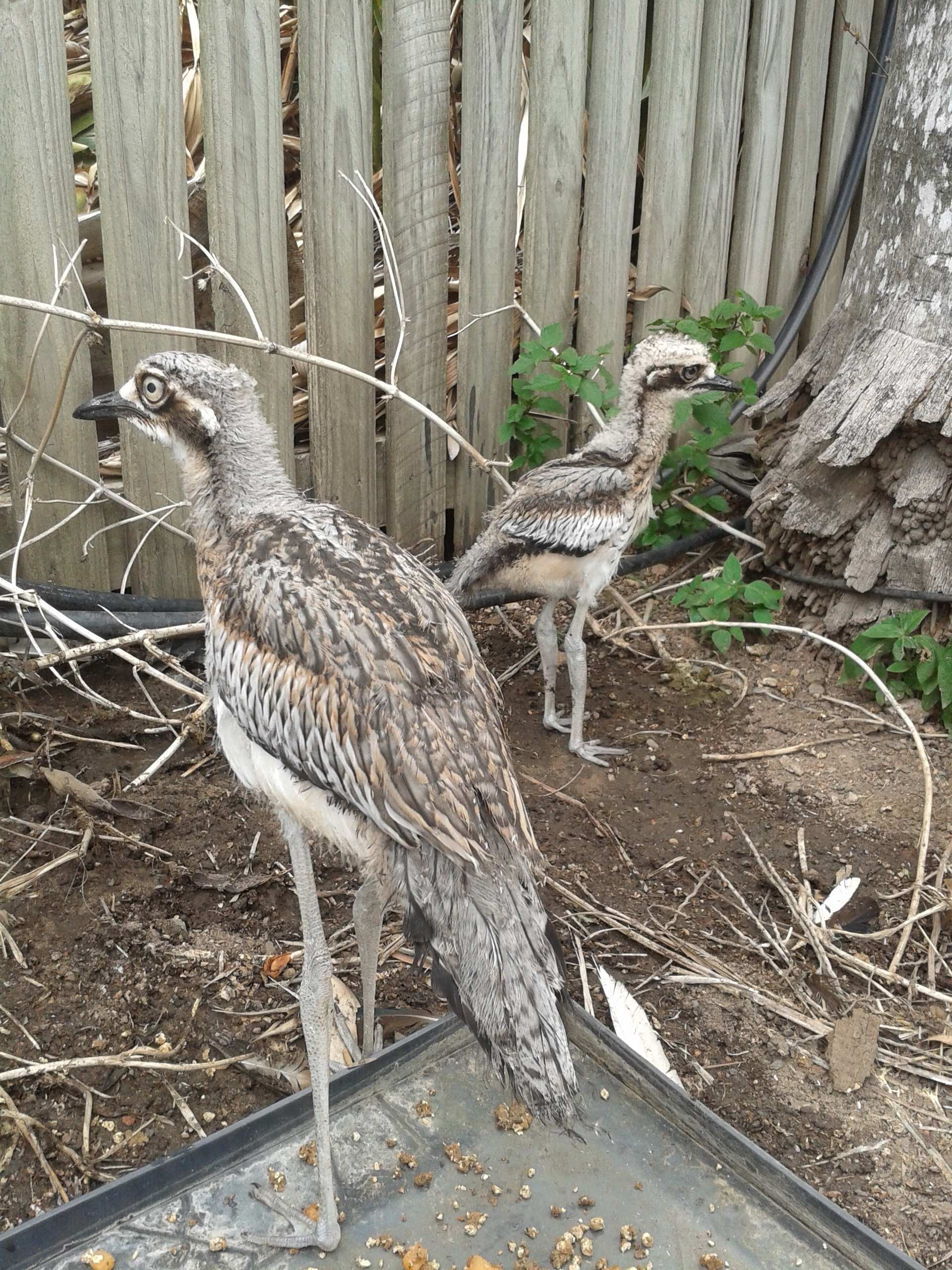 North Queensland drought conditions blamed for curlews abandoning ...