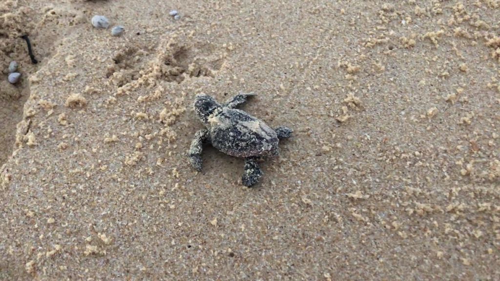 Helping the turtle hatchlings - ABC News