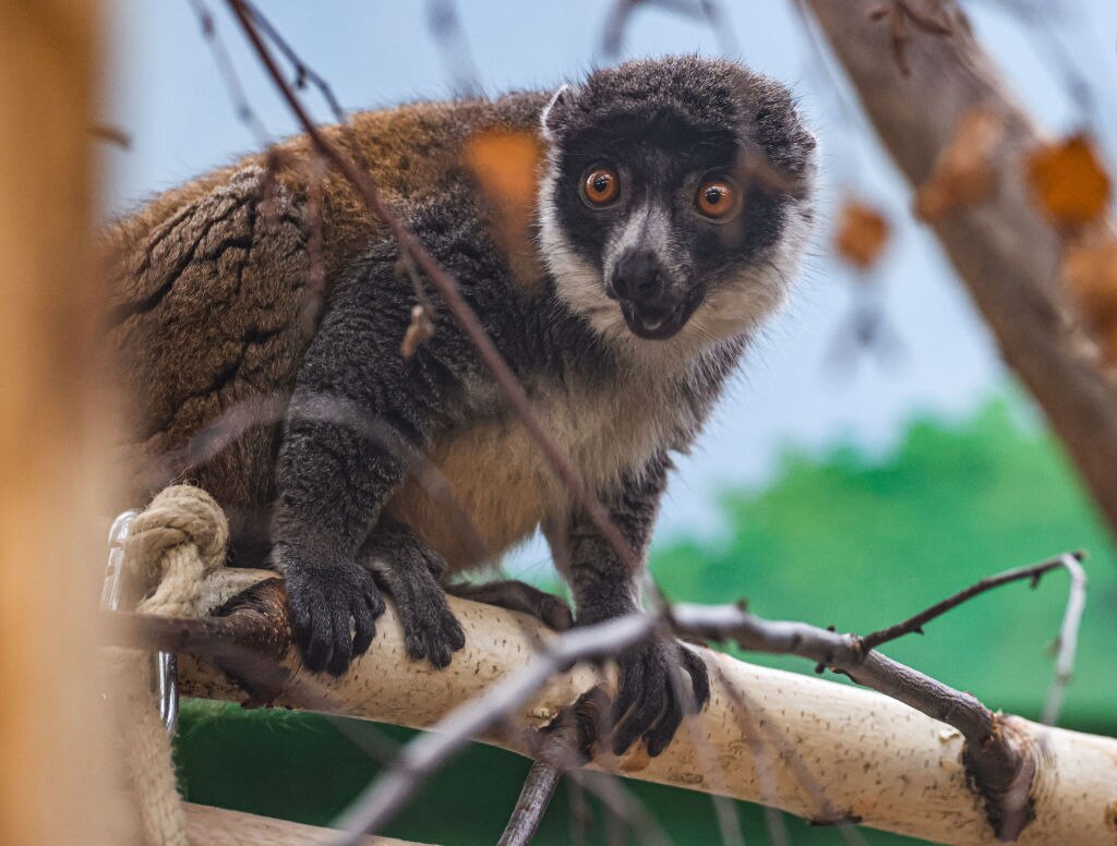 The Science Show with Robyn Williams - ABC listen