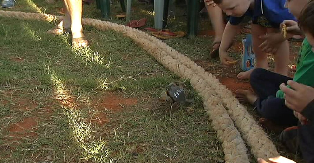Tourists flock to watch mud crabs race in northern Australia - ABC News