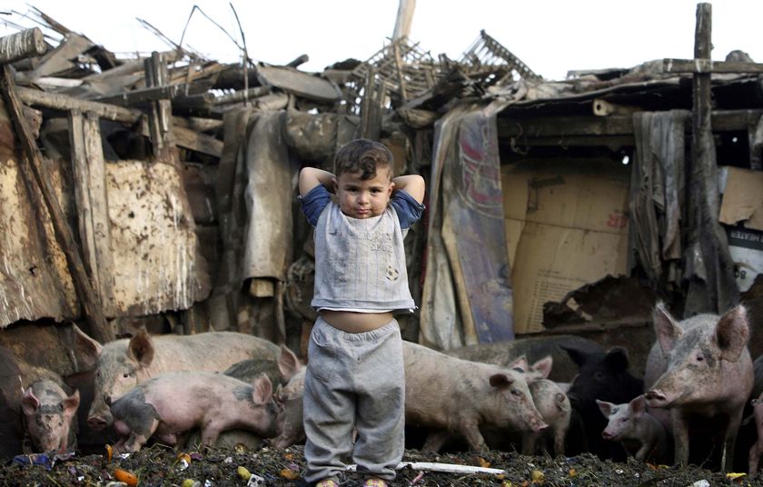 Egypt's pig cull a 'general health measure' - ABC News