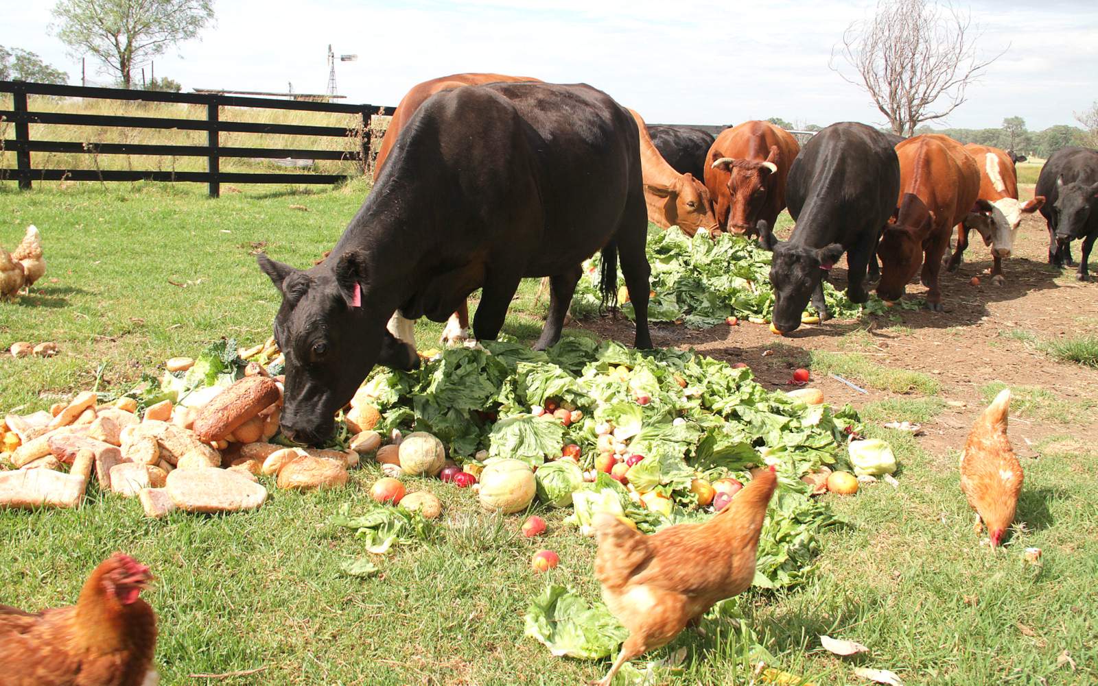 Farmer recycles food waste from local supermarket, and her animals love ...