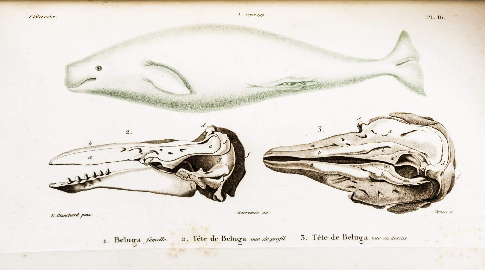 Drones collecting whale snot could unlock a mystery of Australia's ...