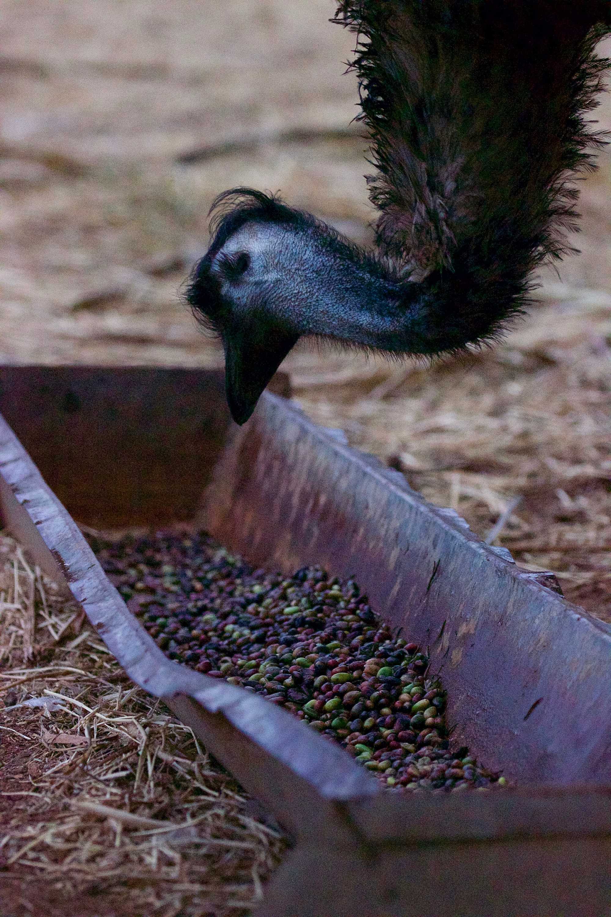 Picking the snottygobble out of emu poo - ABC Radio National
