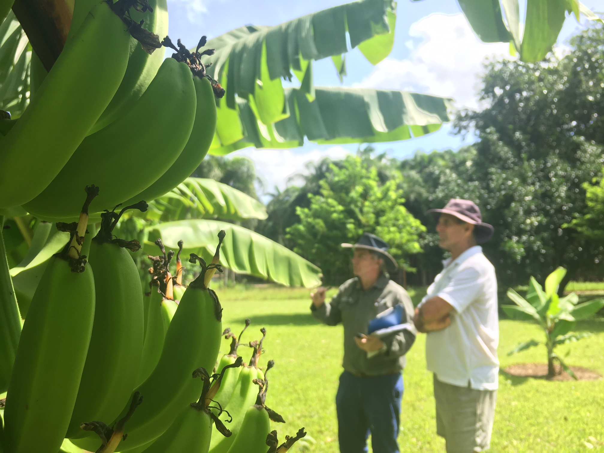 NT on track to declare it has eradicated Banana Freckle - ABC listen