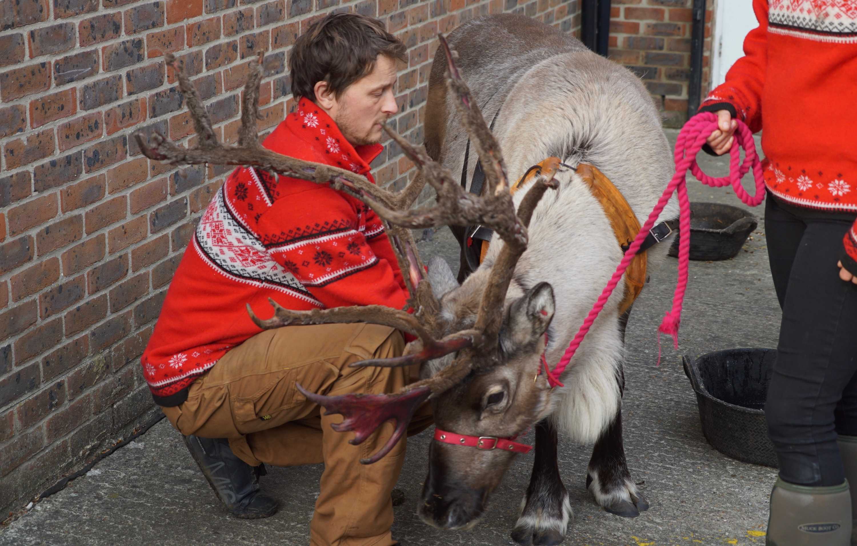 Should there be stricter laws to protect reindeers used in Christmas ...