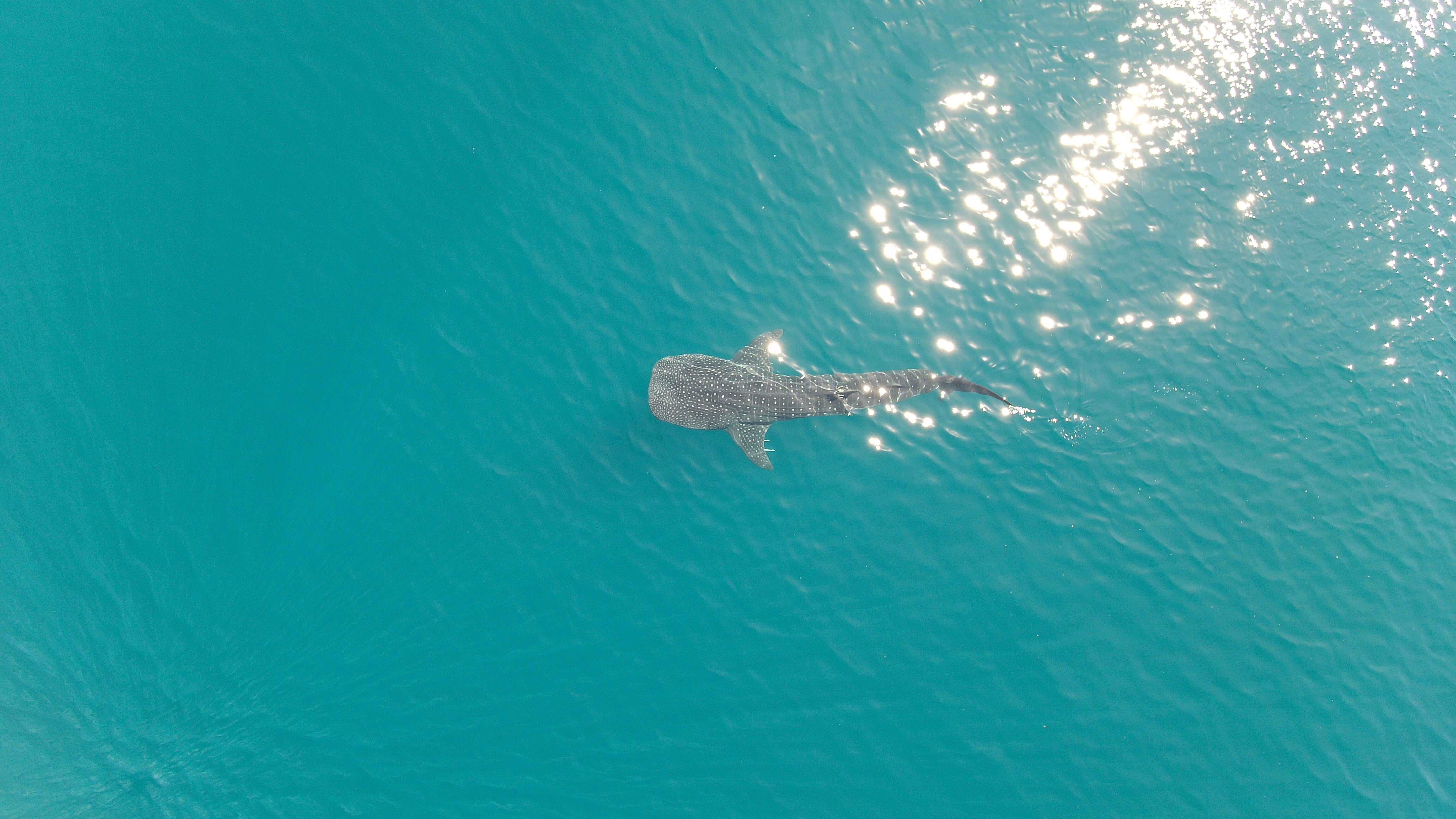 Whale sharks face increasingly perilous journey after leaving Ningaloo ...