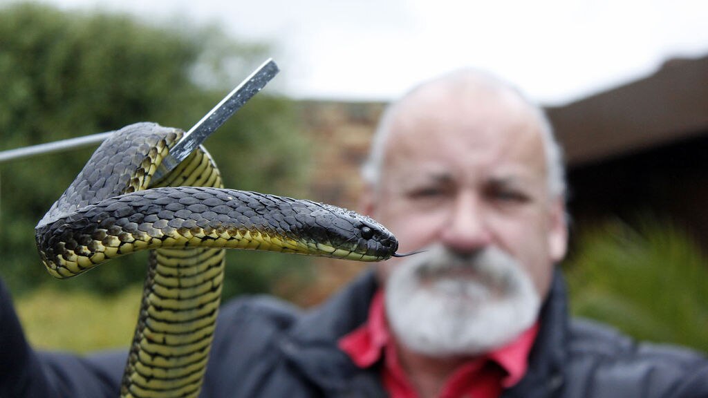 Got a snake problem? Here's how handlers catch unwanted reptiles with a ...