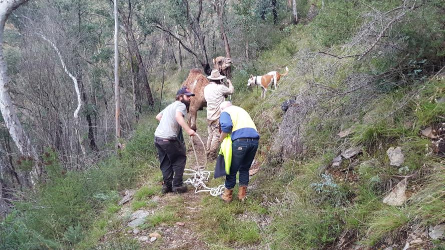 Man and five camels rescued after cliff tumble in Victorian high ...