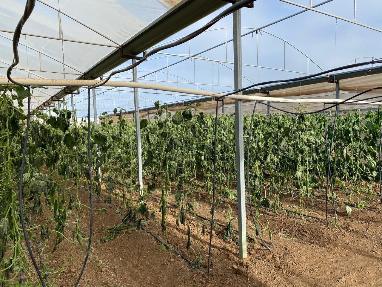 Cucumber prices to rise as dust storm from ex-Tropical Cyclone Mangga ...