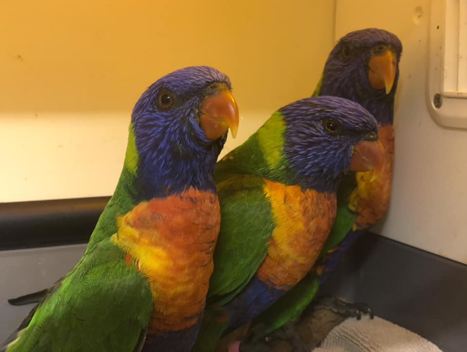 Lorikeet paralysis syndrome causing hundreds of birds to drop from the ...