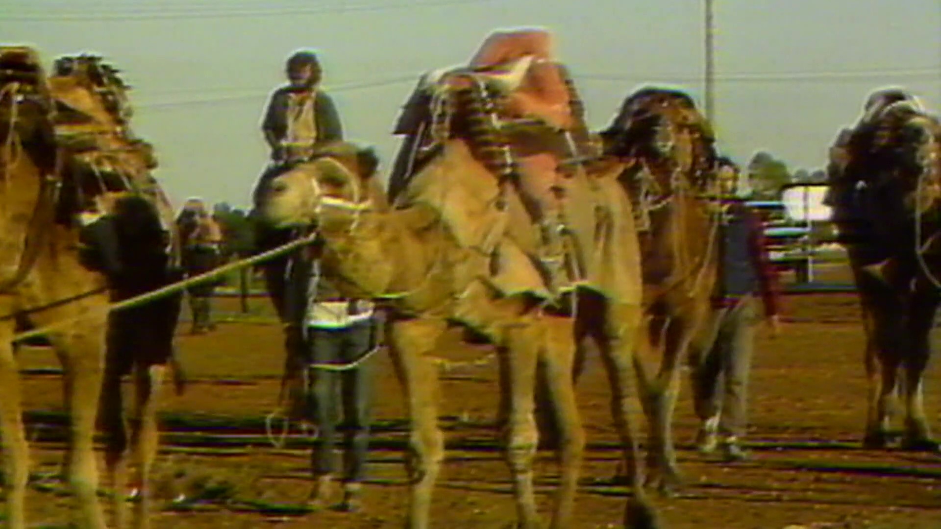 Great Australian Camel Race reunion keeps memories of gruelling outback ...