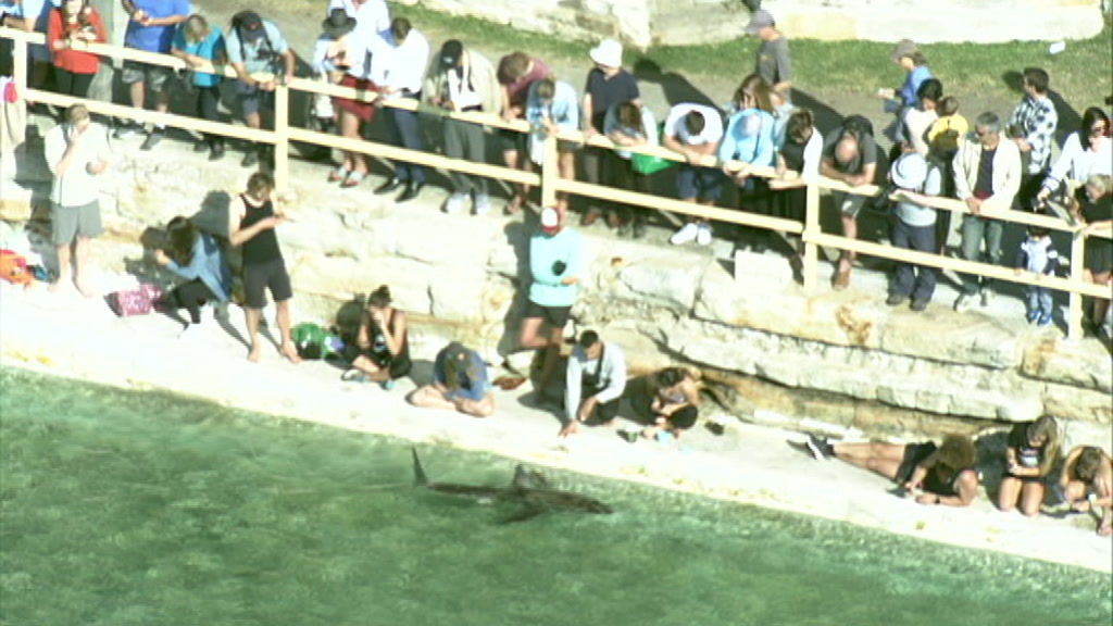 Cronulla real estate agent throws Port Jackson shark out of ocean pool ...