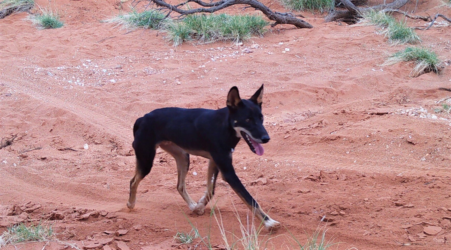 Wild dog culling does not decrease dingo purity, 11-year study of DNA ...
