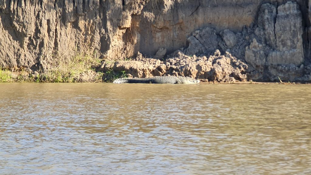 Four metre croc lurking in popular water sport area of Fitzroy River ...