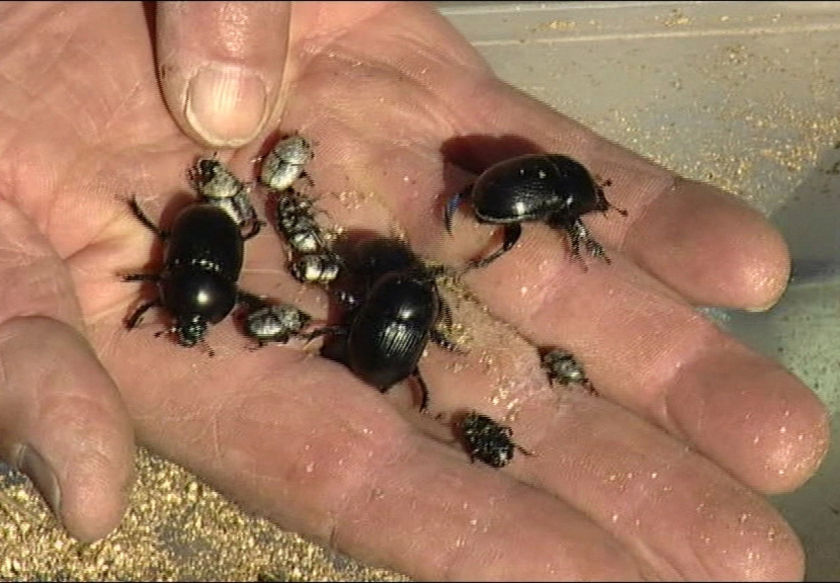 Baby Beetles