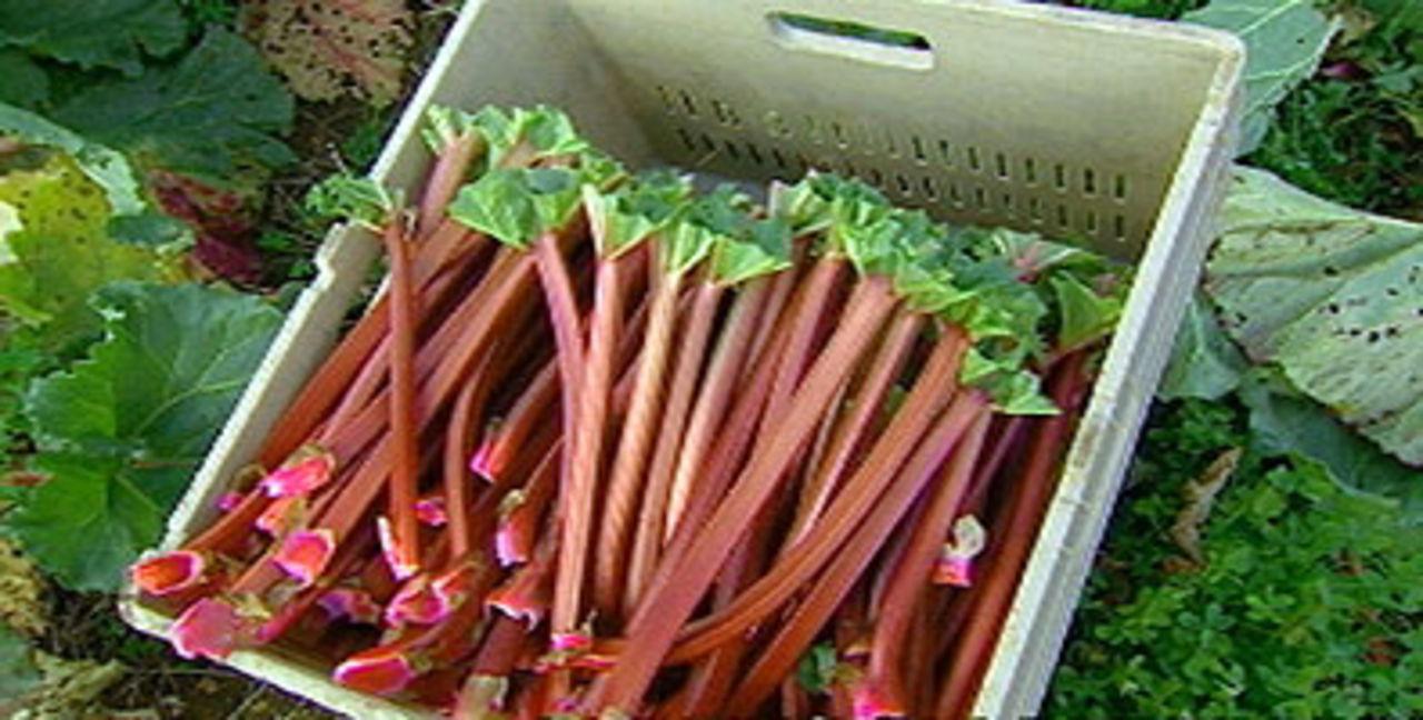 Dieter's Rhubarb Pie - ABC Everyday