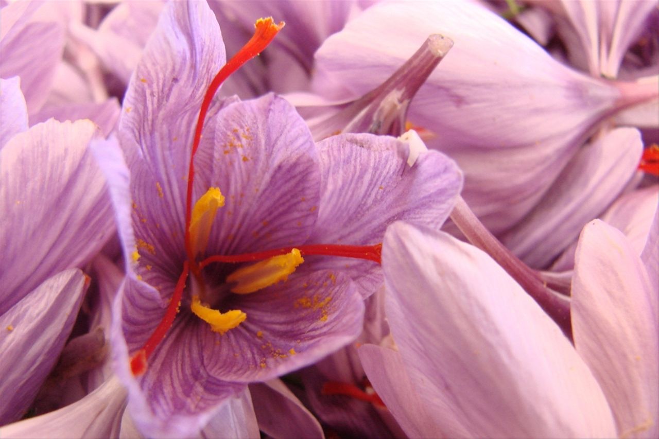 Harvesting the world's most expensive food - ABC News