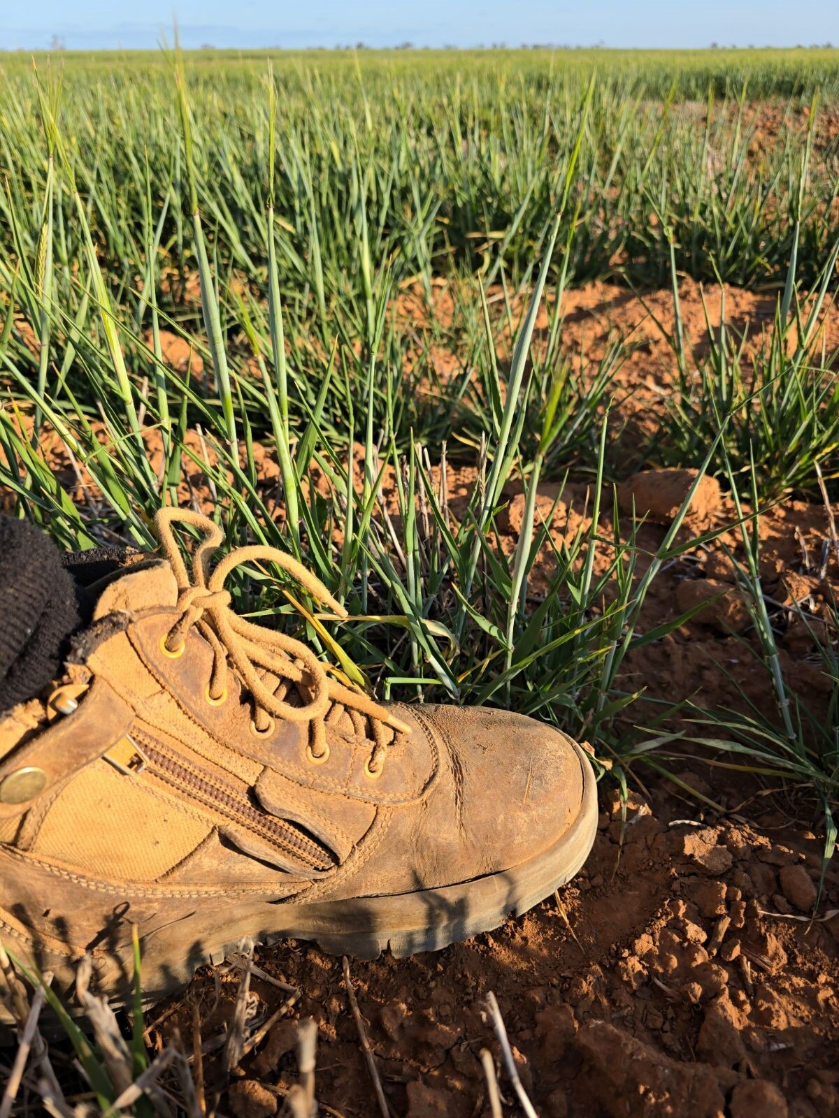 Victorian and South Australian farmers face tough decisions as crops ...