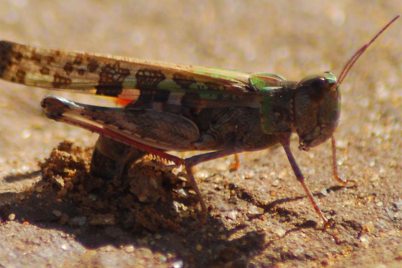 DPI website to map locust hatchings - ABC News