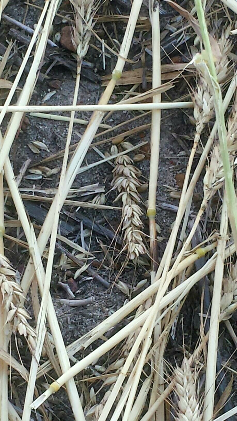 Farmers left reeling as hail storm destroys South East crops - ABC News