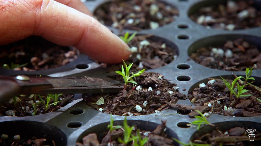 Episodes - Gardening Australia