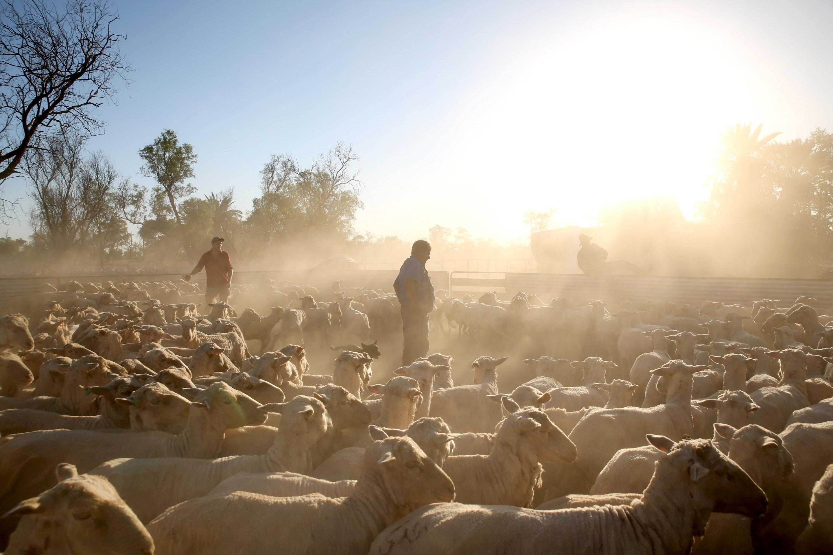 The day Manjimup shearer Ron Niven lost his ute - ABC listen