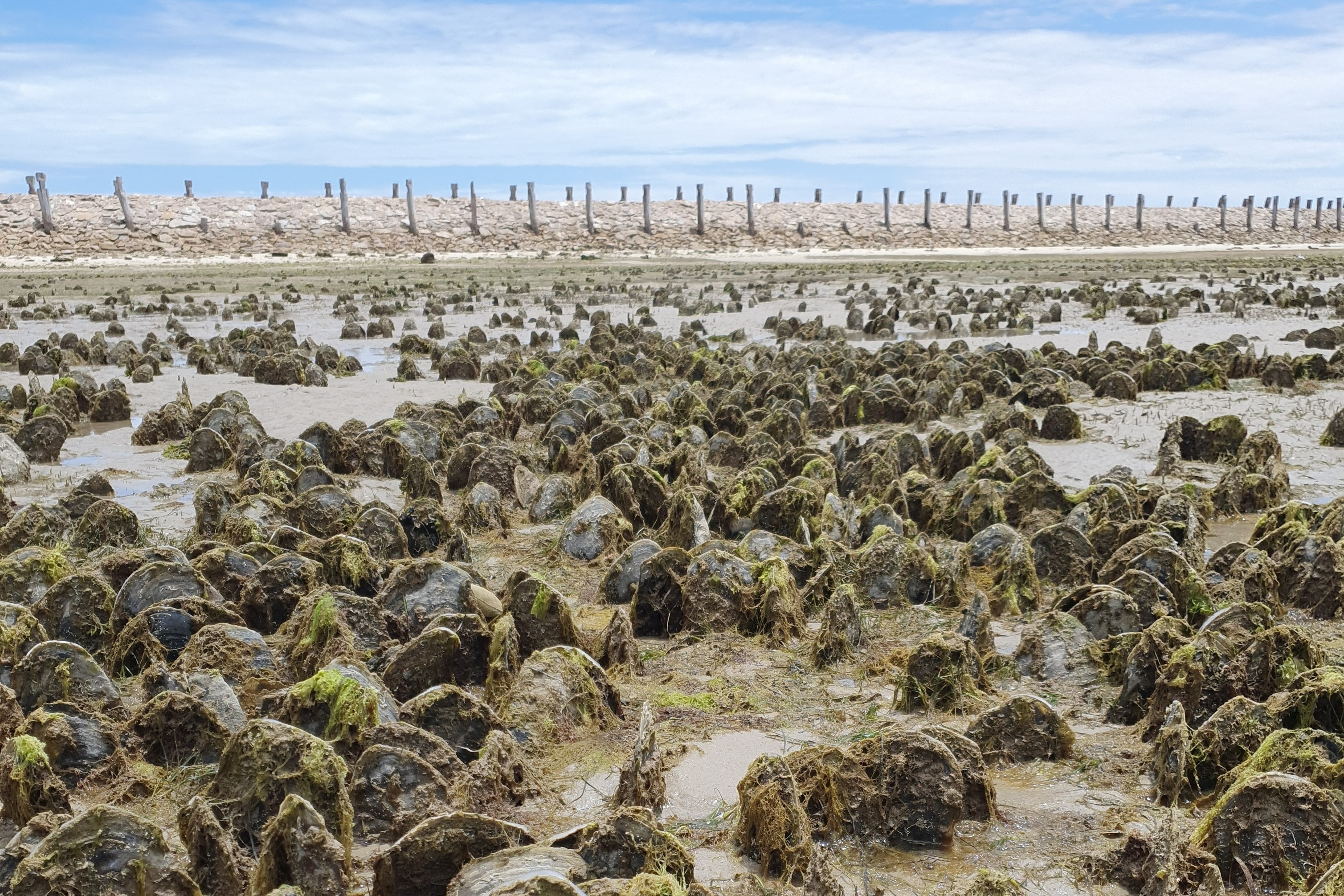 Hercules whelk discovered in Adelaide's Port River as razorfish beds ...
